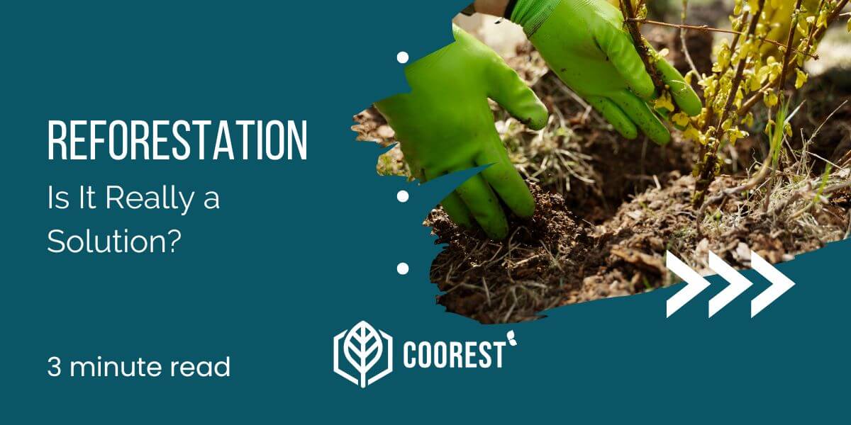 Reforestation: Is It Really a Solution? - Coorest