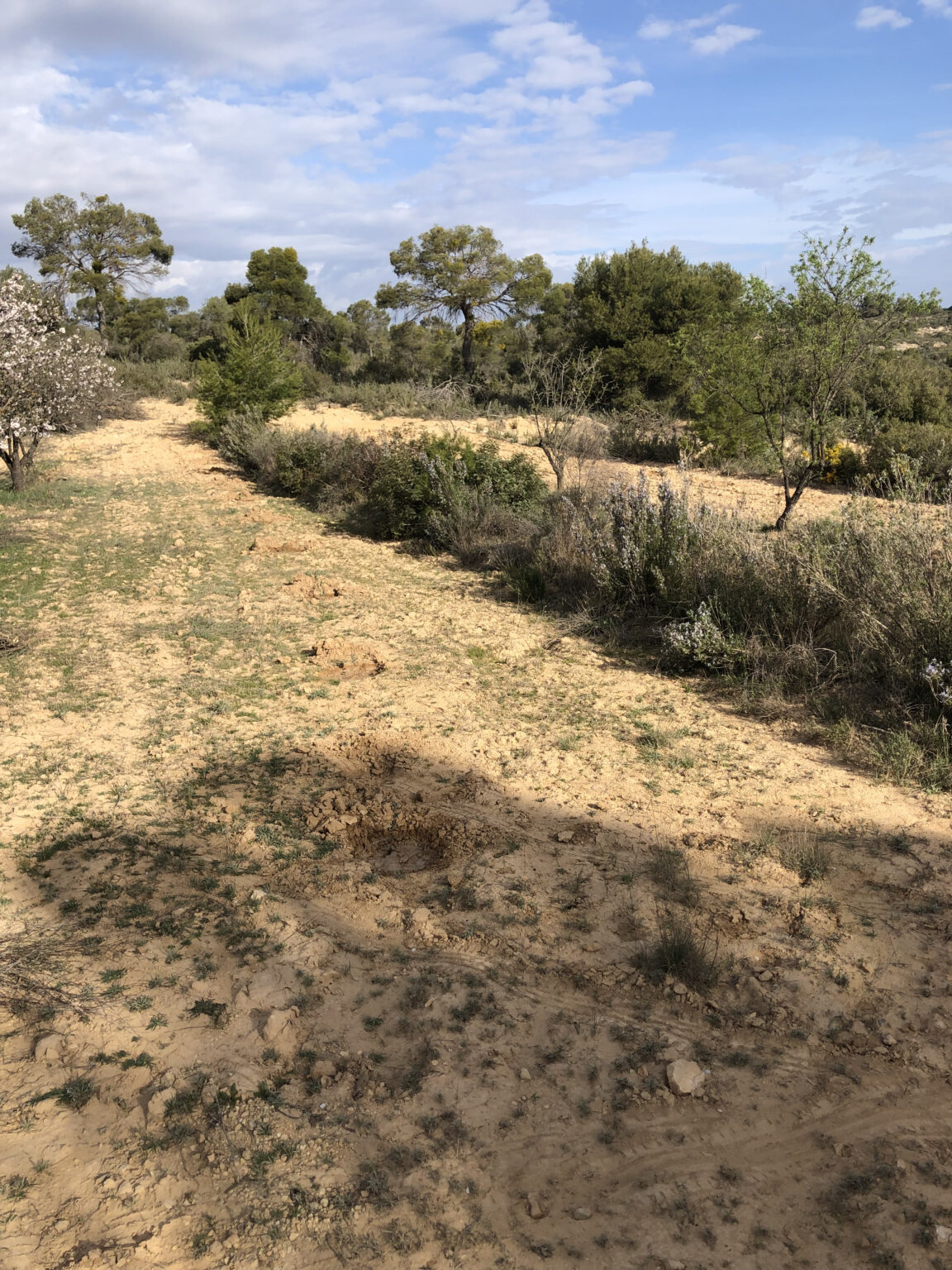 Planting Hope in 'Empty Spain': Coorest's Commitment to a Sustainable ...